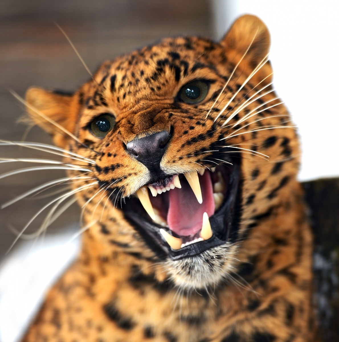 Пасть леопарда — Mouth leopard