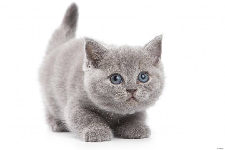 Котенок — Kitten
