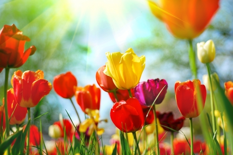 Разноцветные тюльпаны — Tulips
