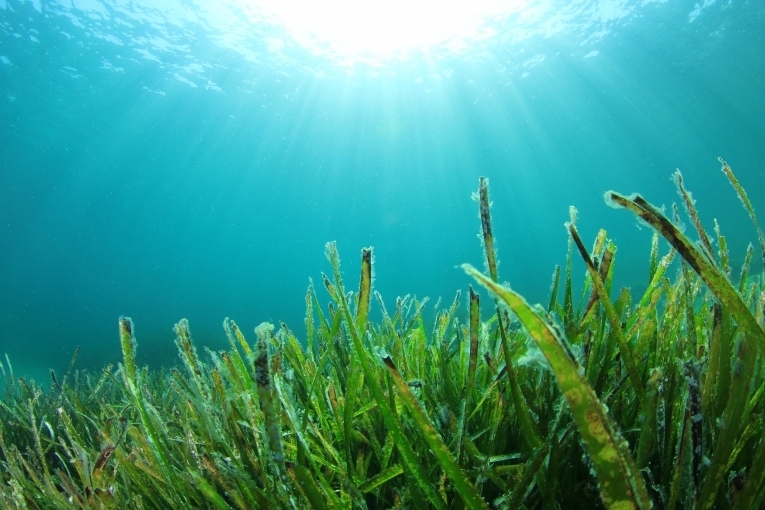 Водоросли в воде — Algae in the water