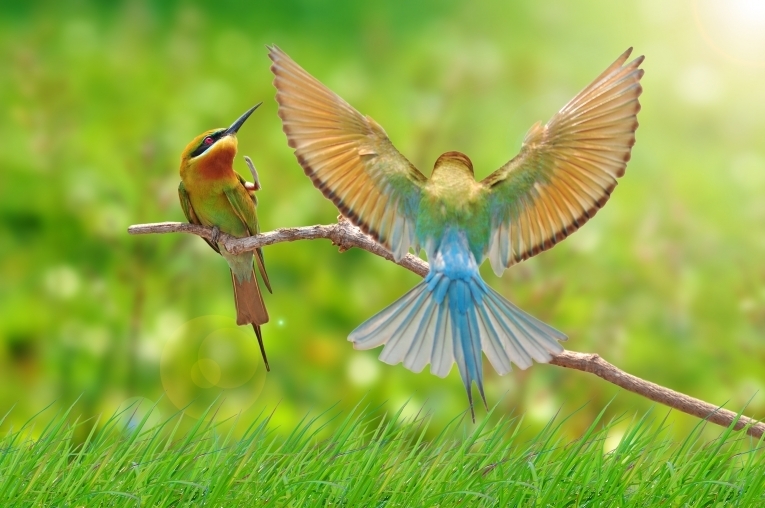 Декоративные птички — Decorative birds