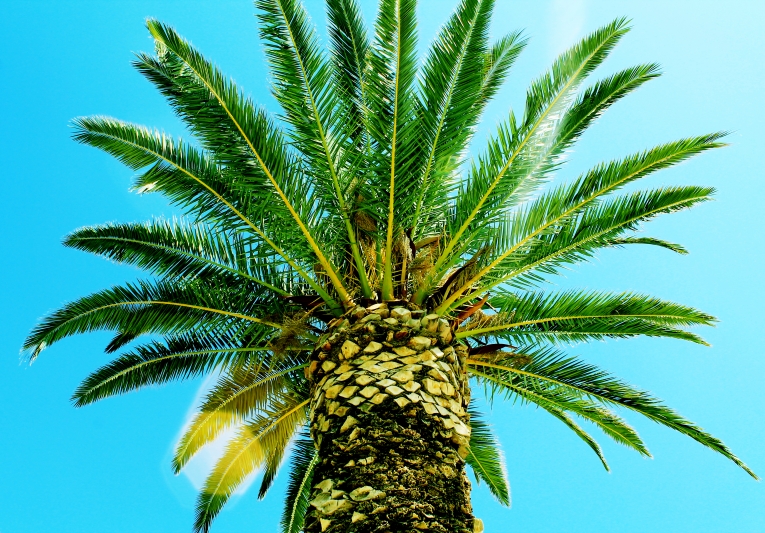 Пальма — Palm