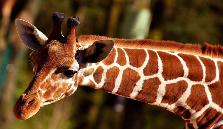 Жираф — Giraffe