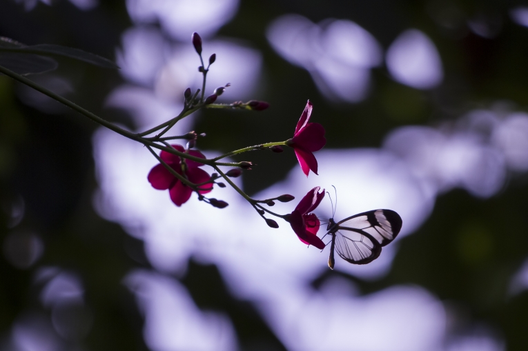 Бабочка, цветы — Butterfly, flowers