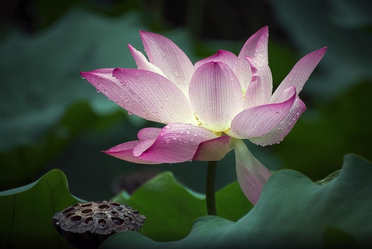 Пион, растение — Peony, plant