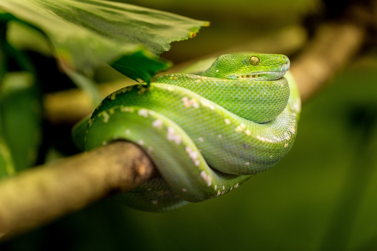 Змея — Snake