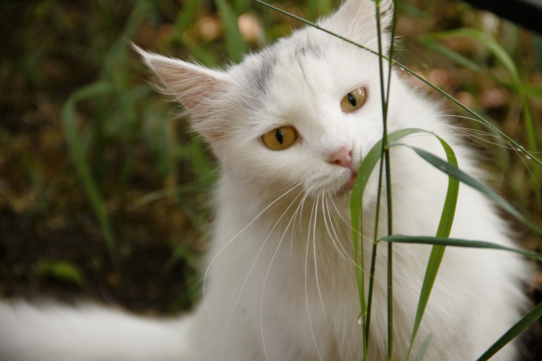 Белый кот жует траву на природе — White cat chewing grass in nature